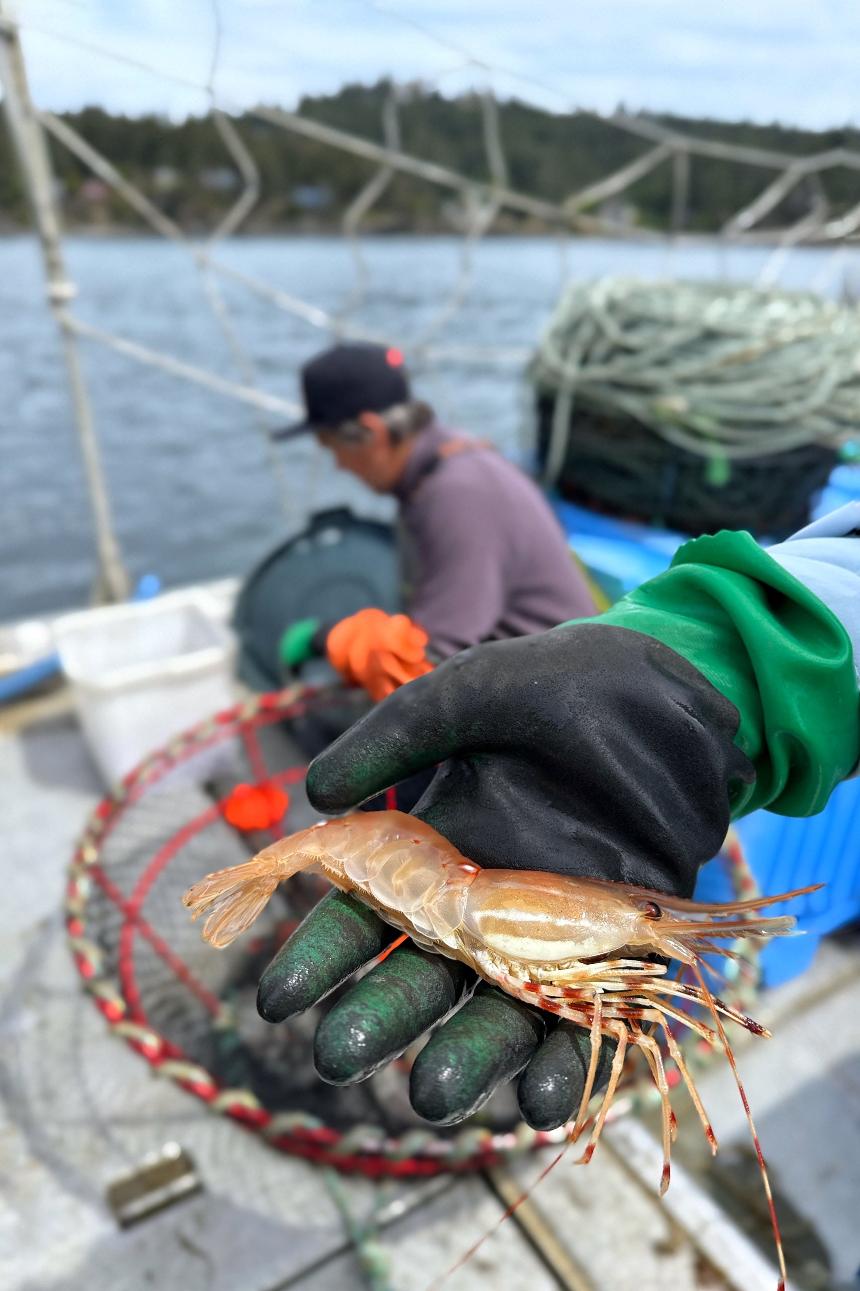 Steveston Spot Prawns & Seafood